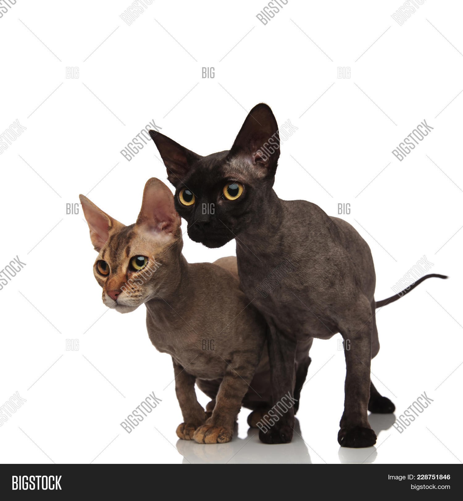 Two Cute Cats Standing Image & Photo (Free Trial) | Bigstock