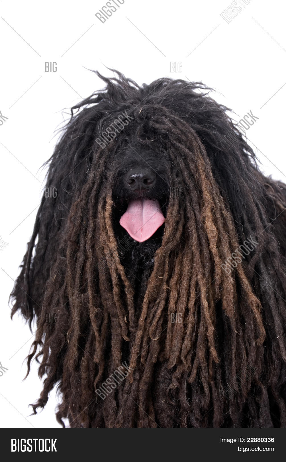Puli On White Image & Photo (Free Trial) | Bigstock