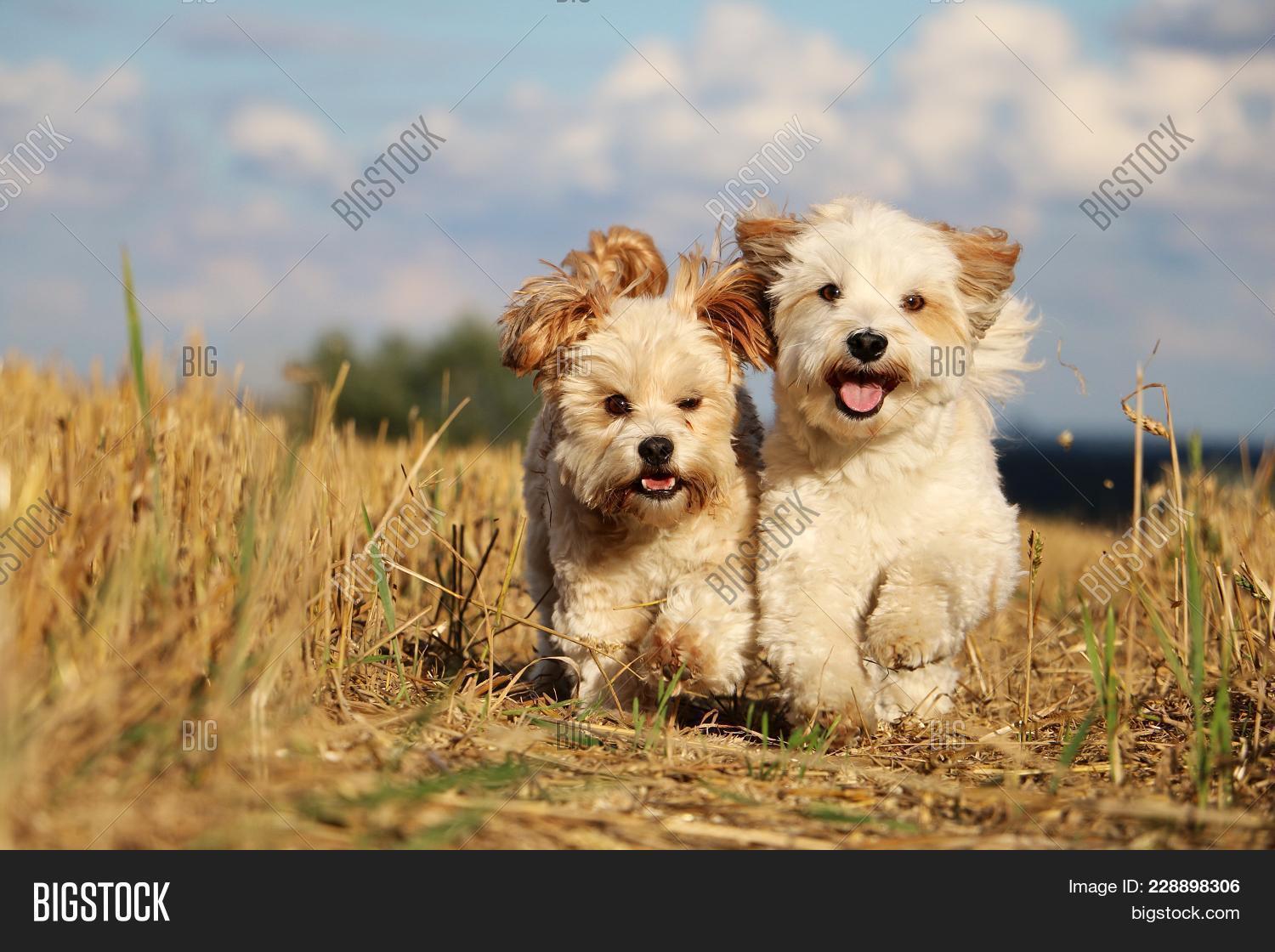 Two Small Dogs Running Image & Photo (Free Trial) | Bigstock