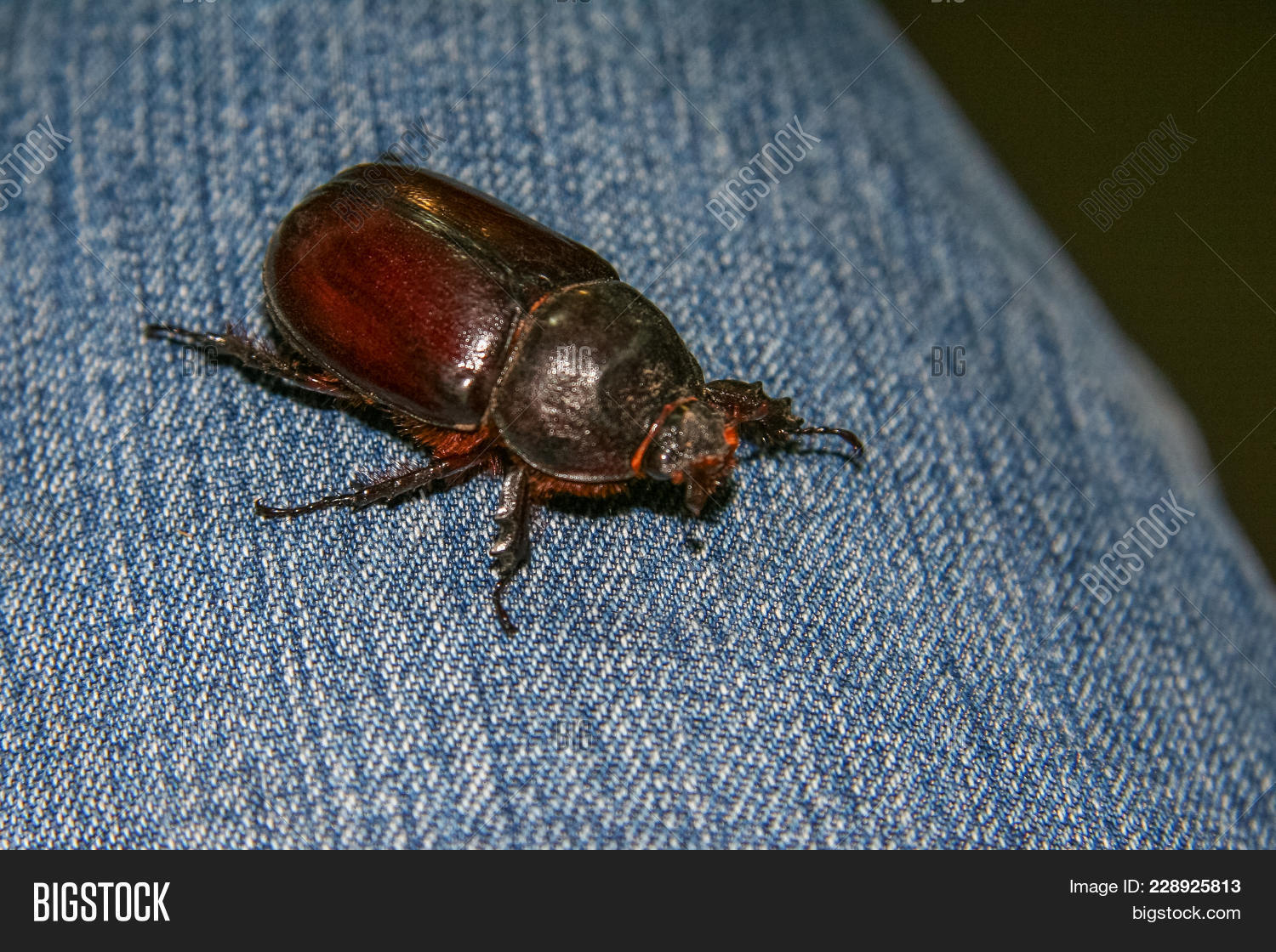 May Bug On Summer Image & Photo (Free Trial) | Bigstock