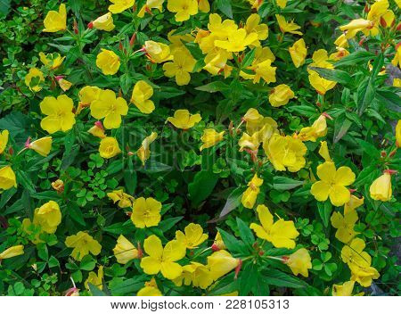 Shrubby Evening Image & Photo (Free Trial) | Bigstock