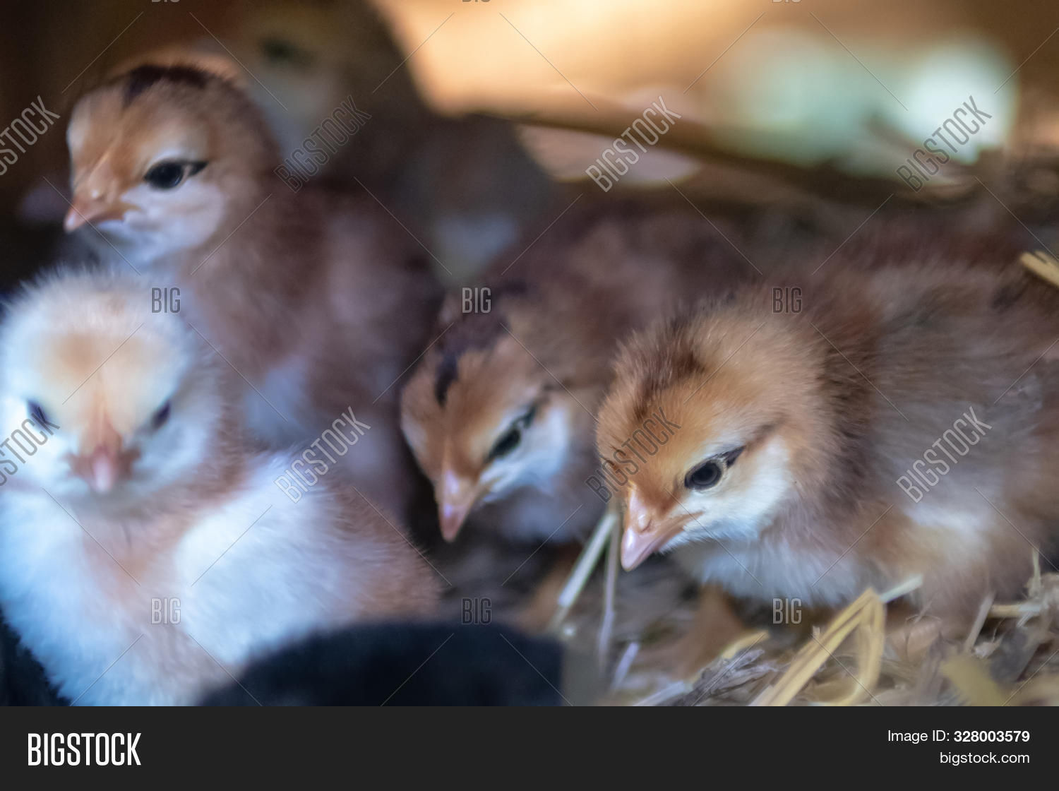 Mother Hen Her Baby Image & Photo (Free Trial) | Bigstock