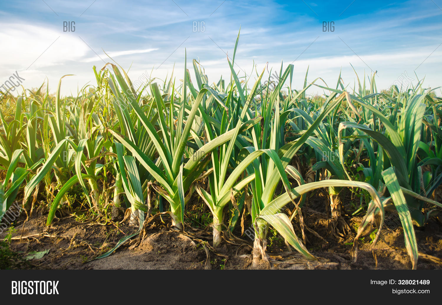 Leek Plantations Image & Photo (Free Trial) | Bigstock