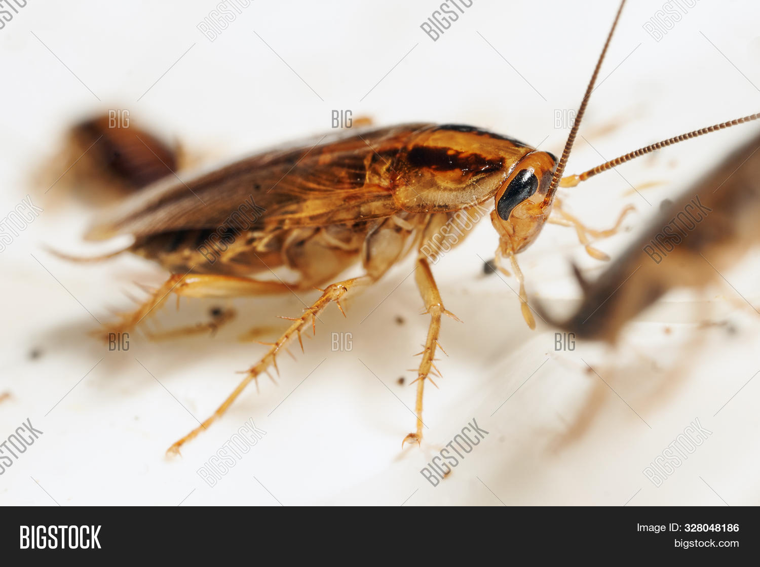 Cockroach Alive Macro Image & Photo (Free Trial) | Bigstock