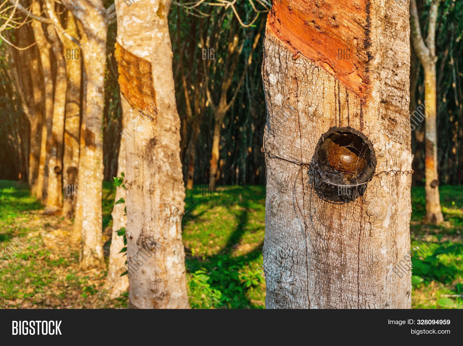 Rubber Tree Plantation Image & Photo (Free Trial) | Bigstock