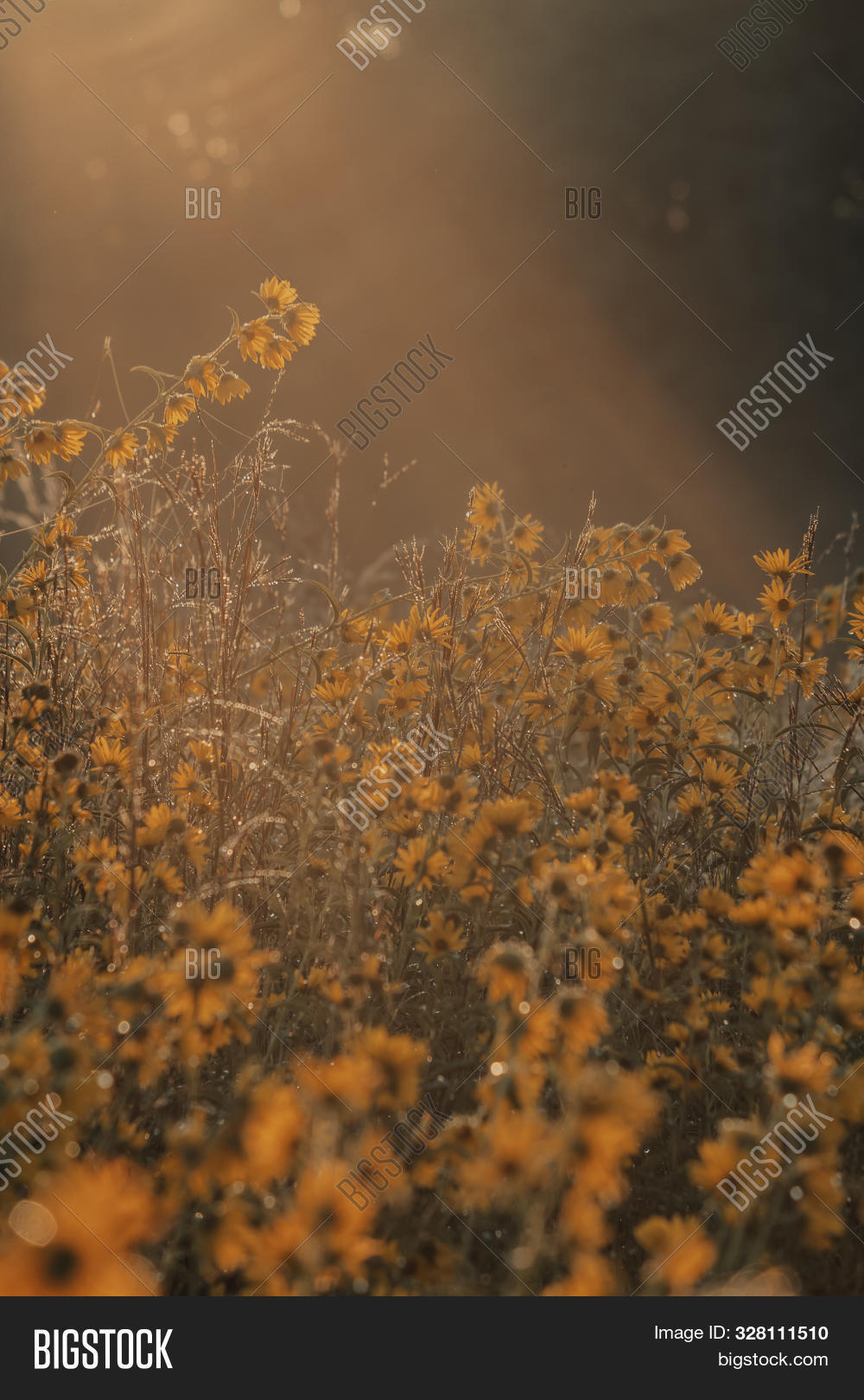Morning Sun Shines On Image & Photo (Free Trial) | Bigstock