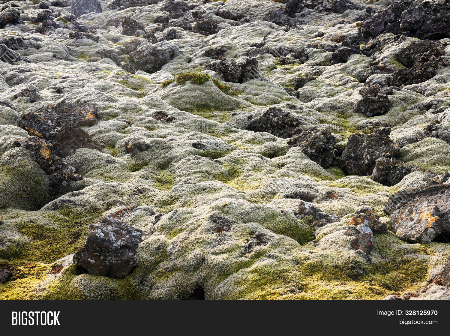 Cetraria Islandica - Image & Photo (Free Trial) | Bigstock