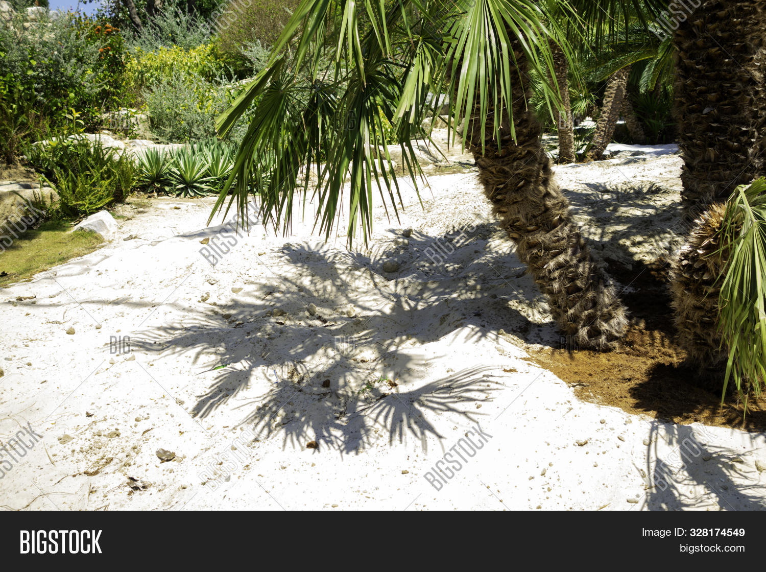 Shadow Palm Trees On Image & Photo (Free Trial) | Bigstock