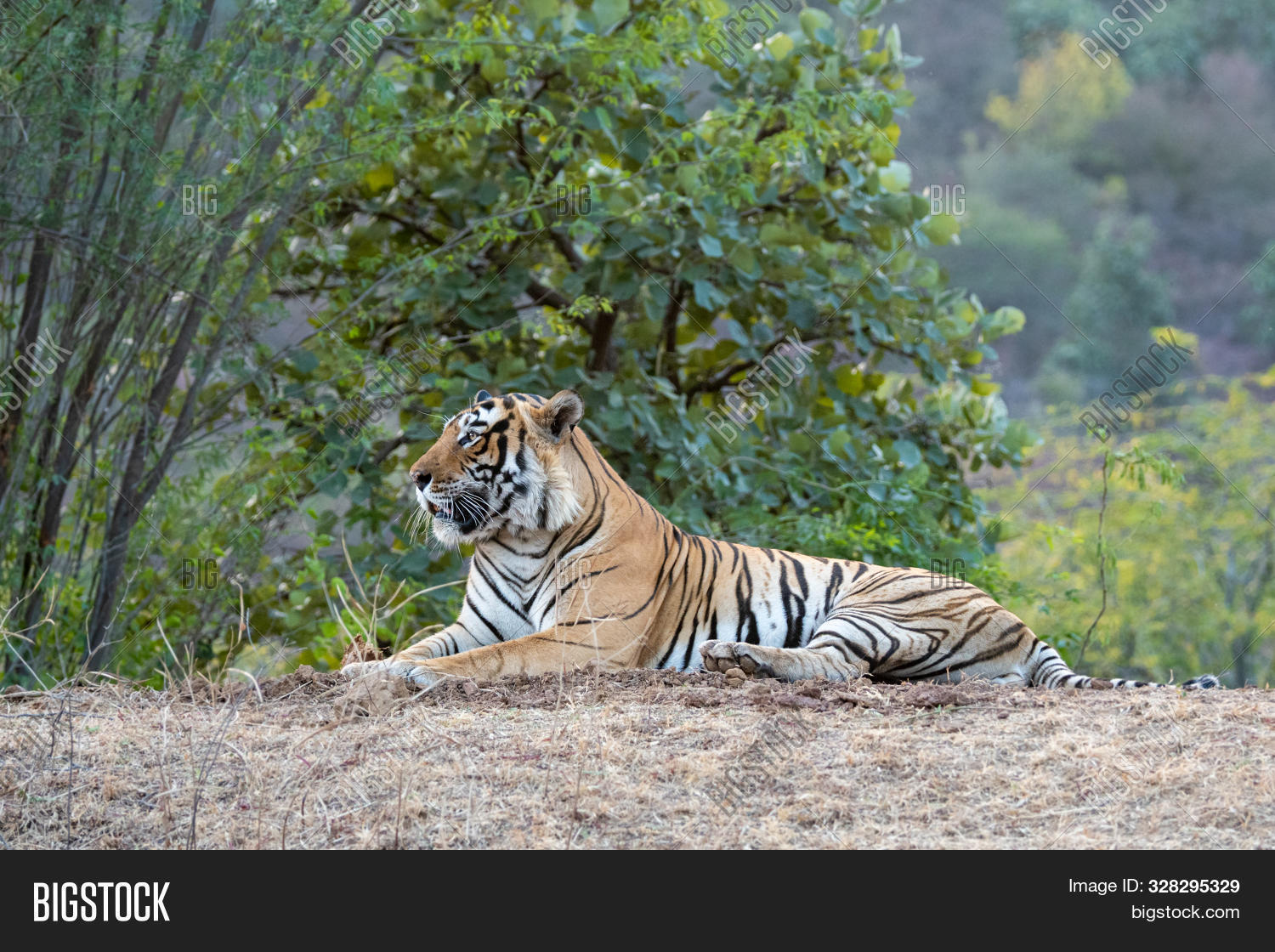 Wild Male Bengal Tiger Image & Photo (Free Trial) | Bigstock