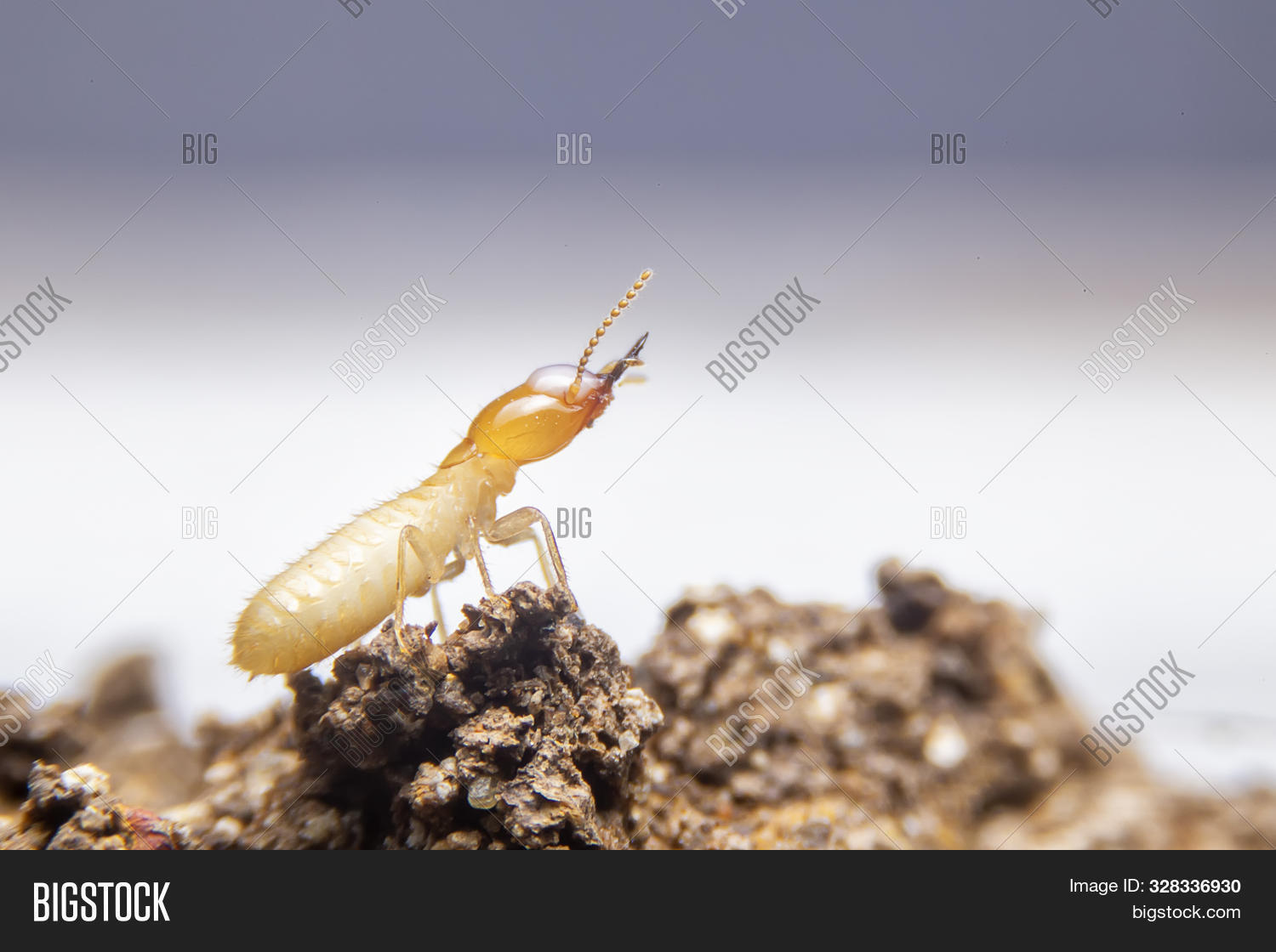 Small Termite On Image & Photo (Free Trial) | Bigstock