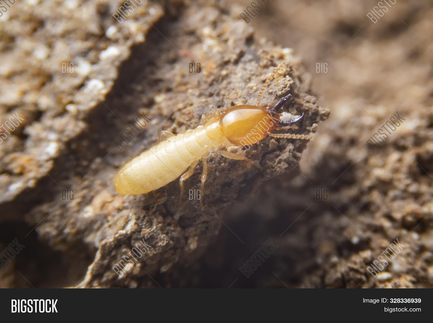 Small Termite On Image & Photo (Free Trial) | Bigstock