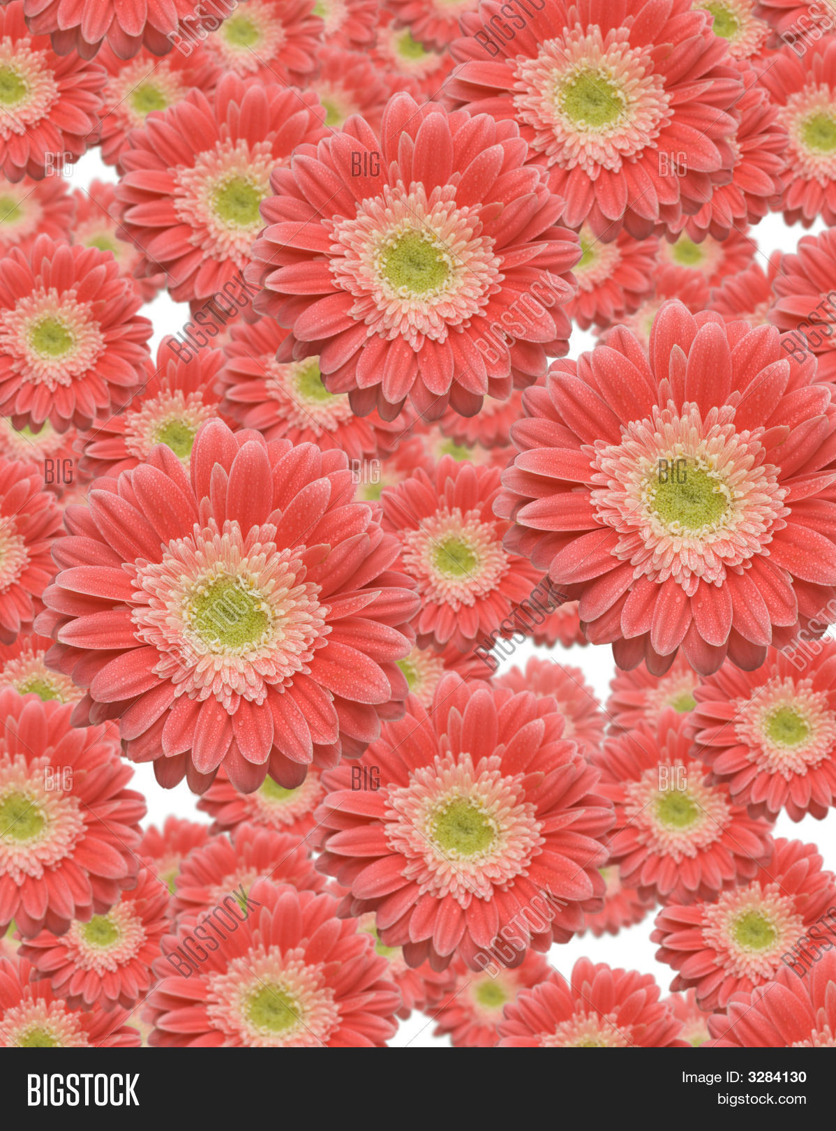 Field Gerber Daisies Image & Photo (Free Trial) | Bigstock