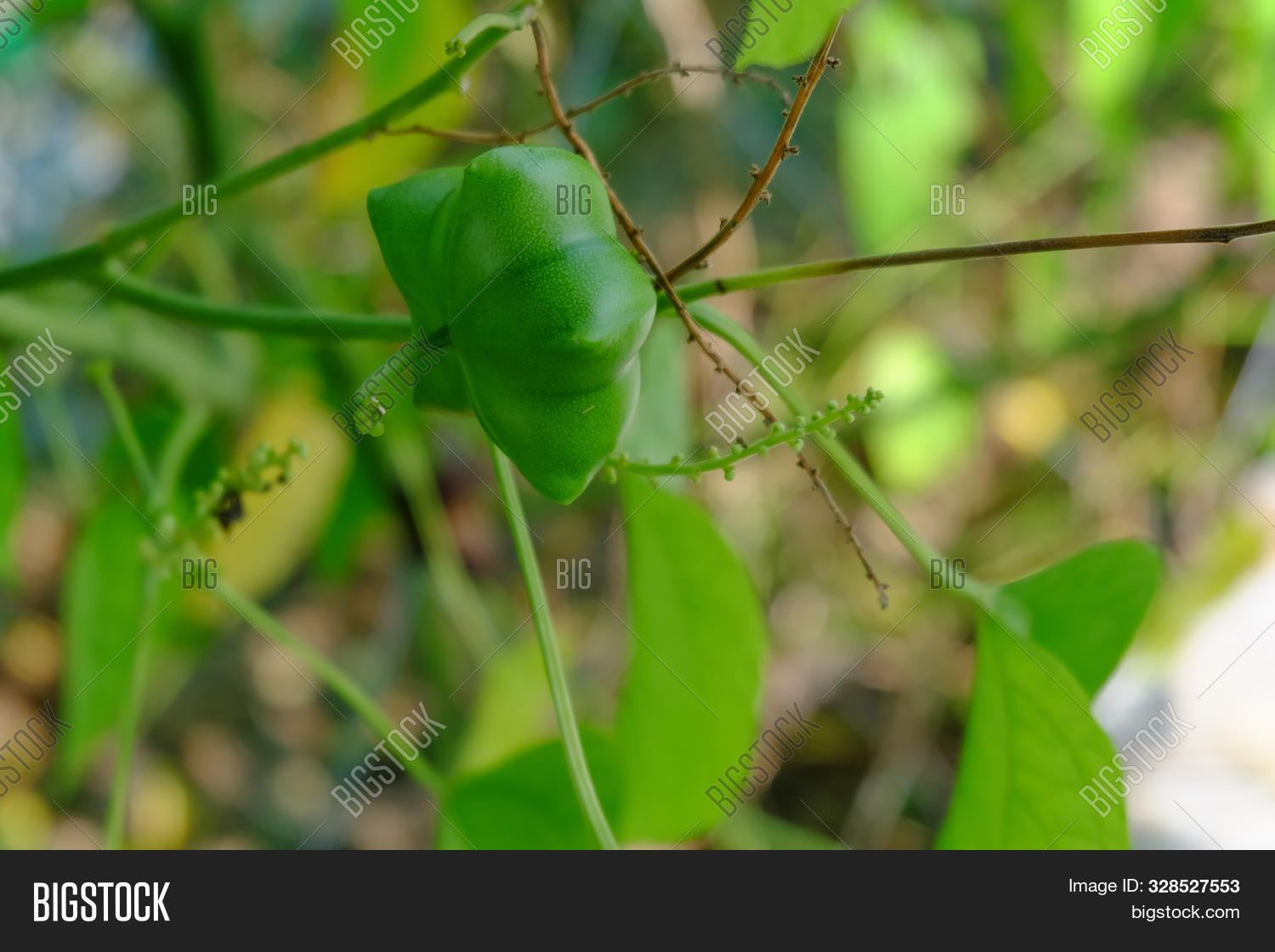 Close On Sacha Inchi Image & Photo (Free Trial) | Bigstock