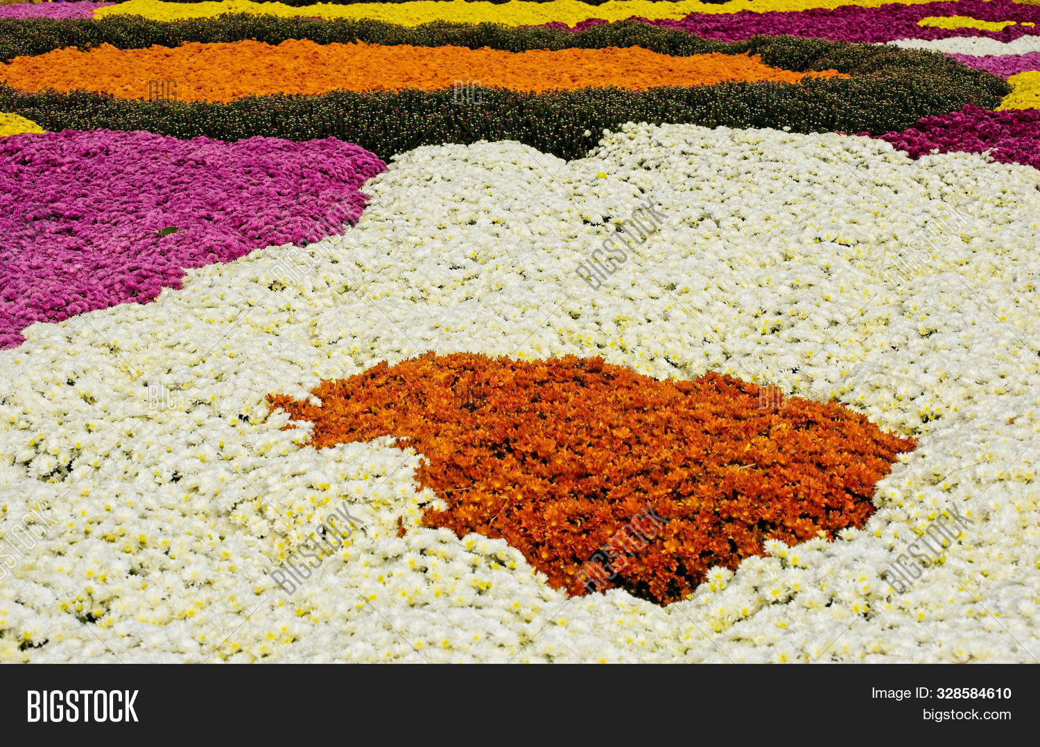 Artistic Display Mums Image & Photo (Free Trial) | Bigstock