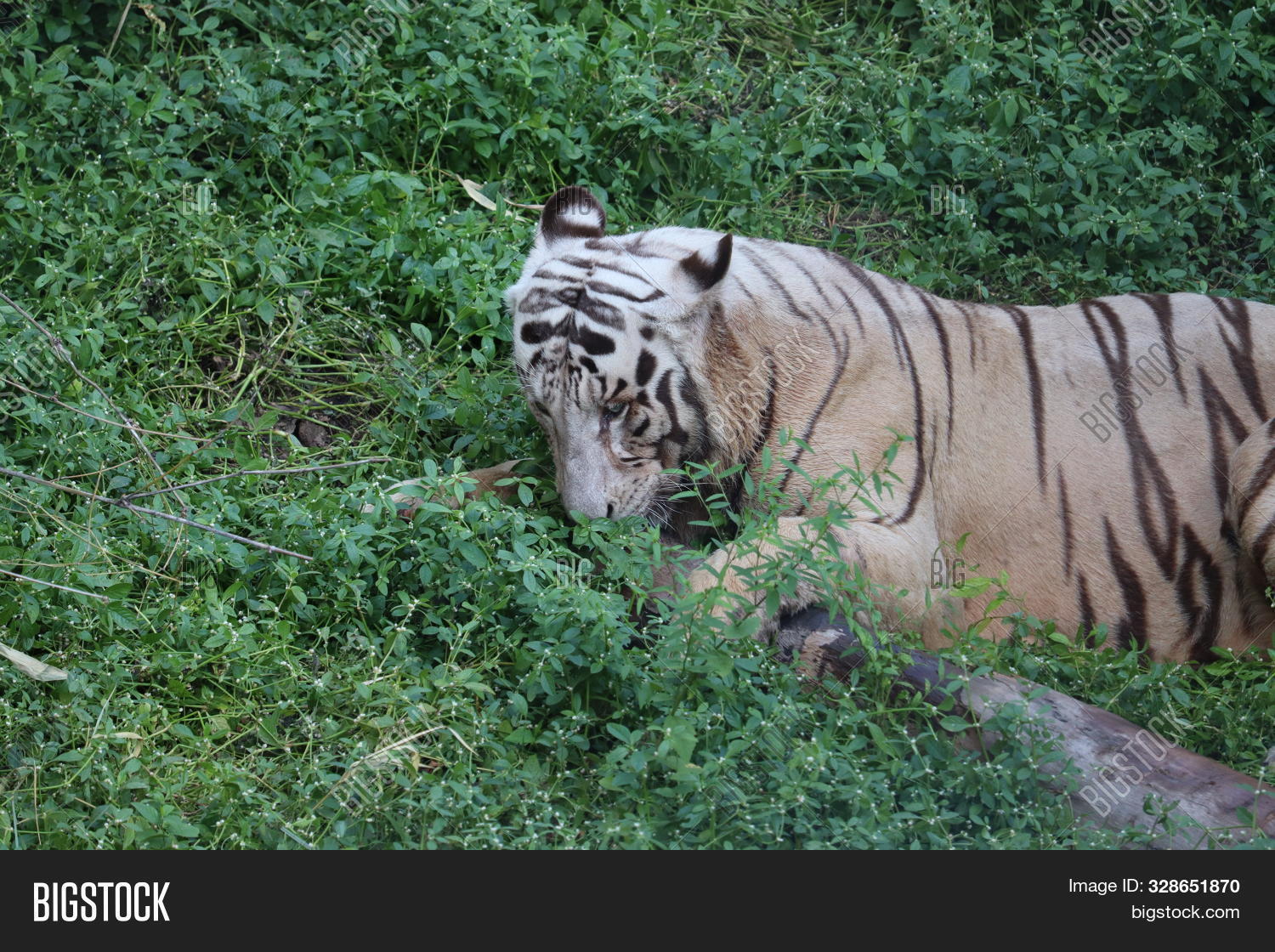 This Very Rare Shot Image & Photo (Free Trial) | Bigstock