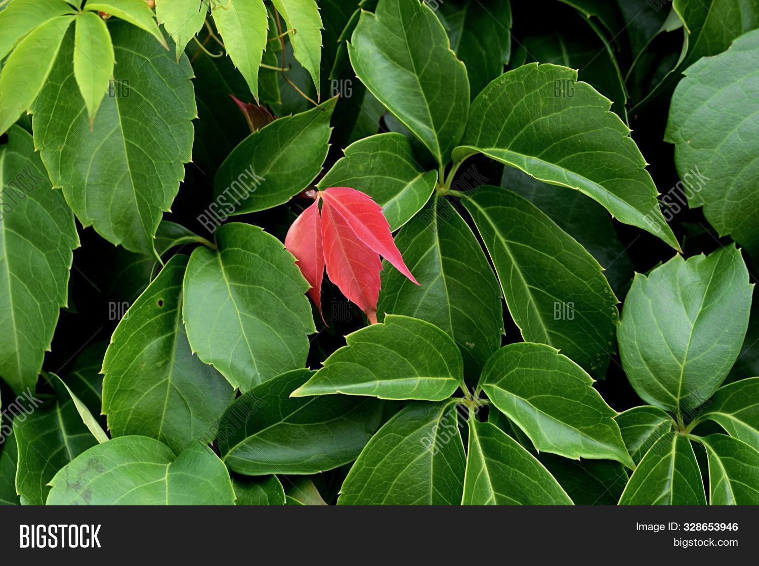 Closeup Red Leaf/ Image & Photo (Free Trial) | Bigstock