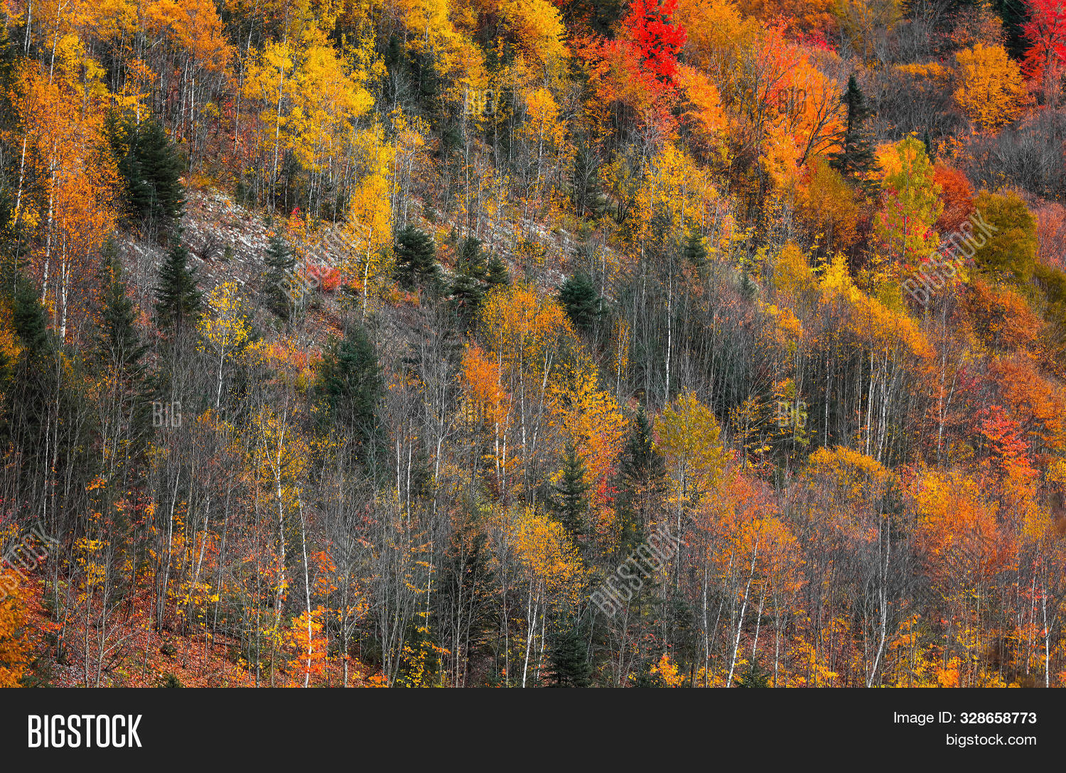 Colorful Aspen Trees Image & Photo (Free Trial) | Bigstock