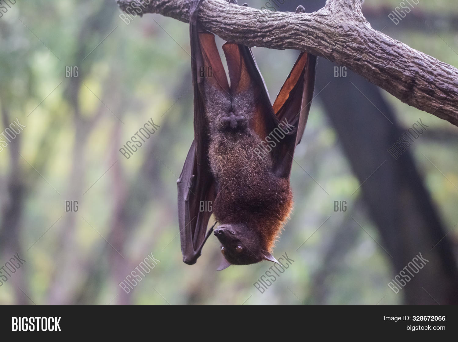 Fruit Bat Known Flying Image & Photo (Free Trial) | Bigstock