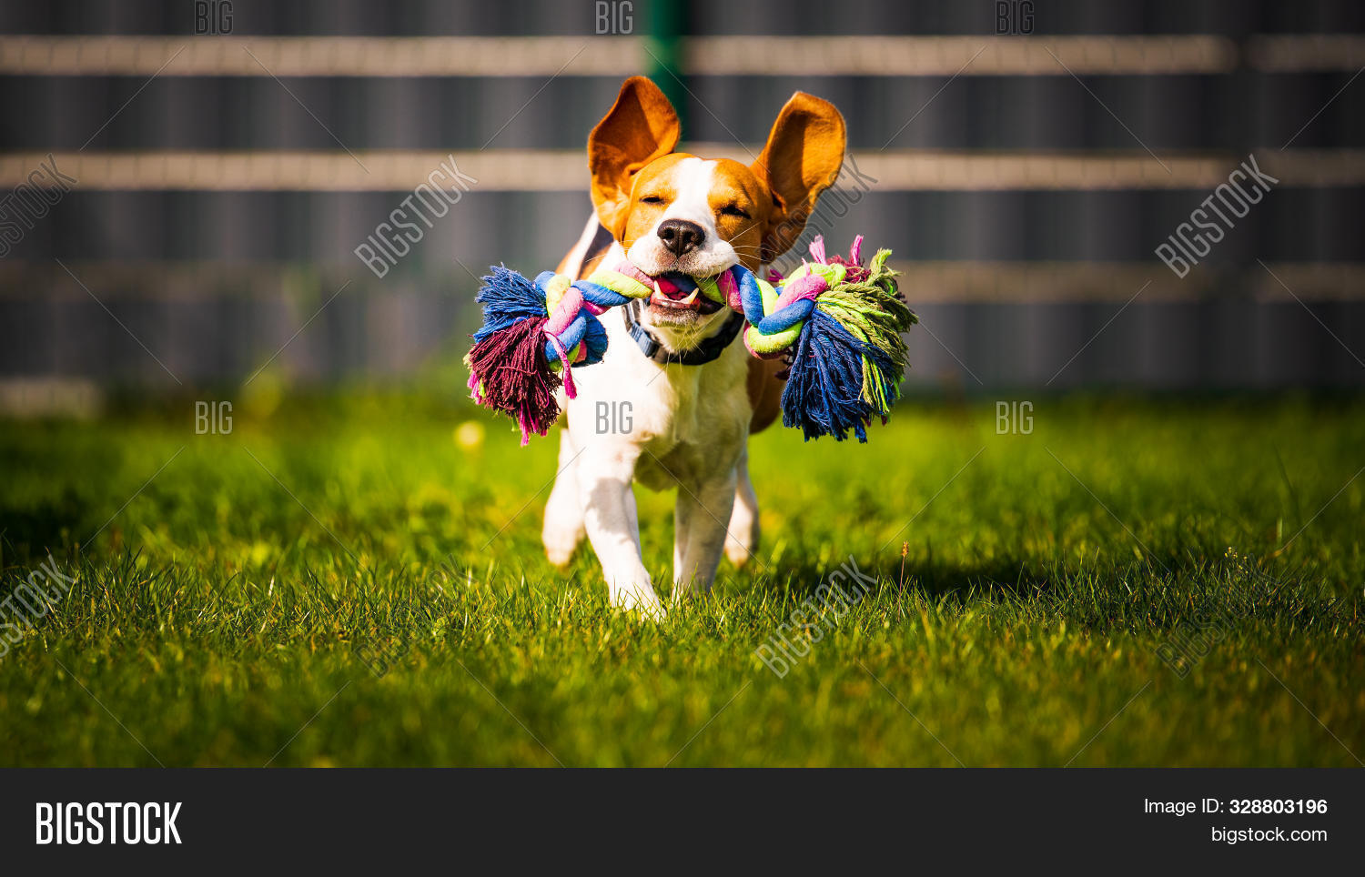 Beagle Dog Jumping Image & Photo (Free Trial) | Bigstock