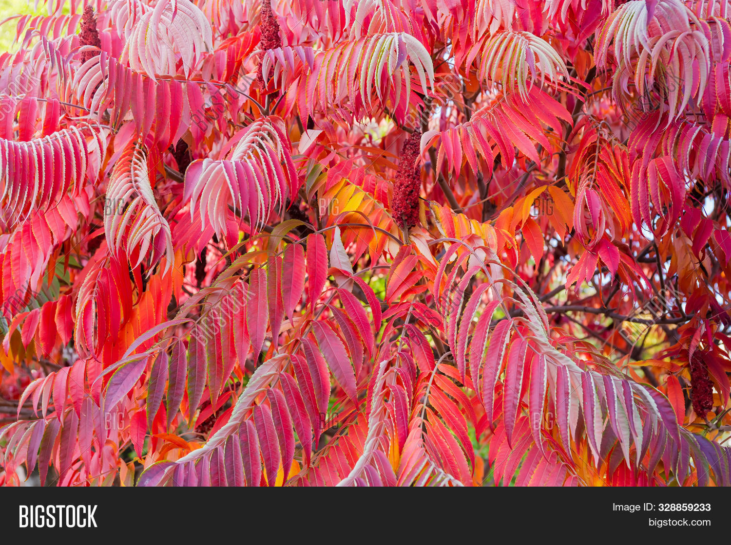 Fragment Rhus Typhina Image & Photo (Free Trial) | Bigstock