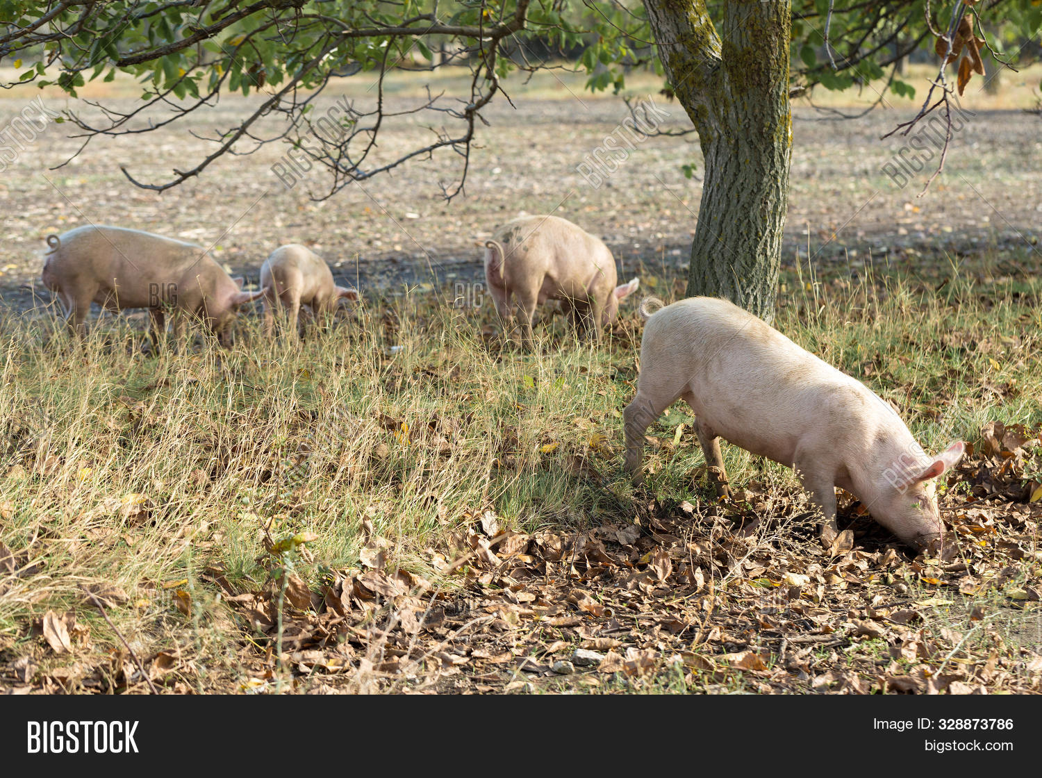 Pink Pigs On Farm. Image & Photo (Free Trial) | Bigstock