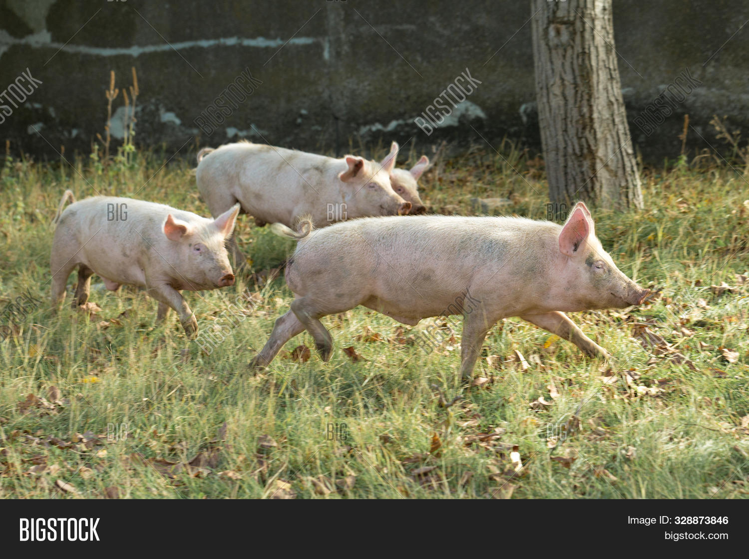 Pink Pigs On Farm. Image & Photo (Free Trial) | Bigstock