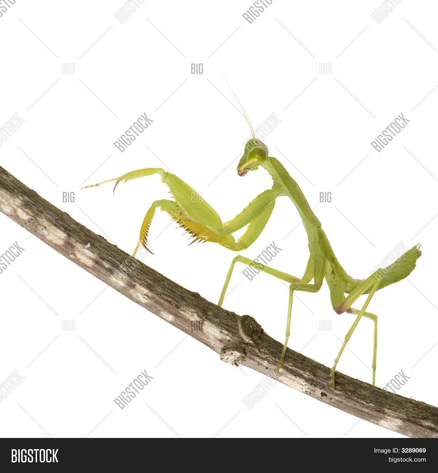 Praying Mantis - Image & Photo (Free Trial) | Bigstock