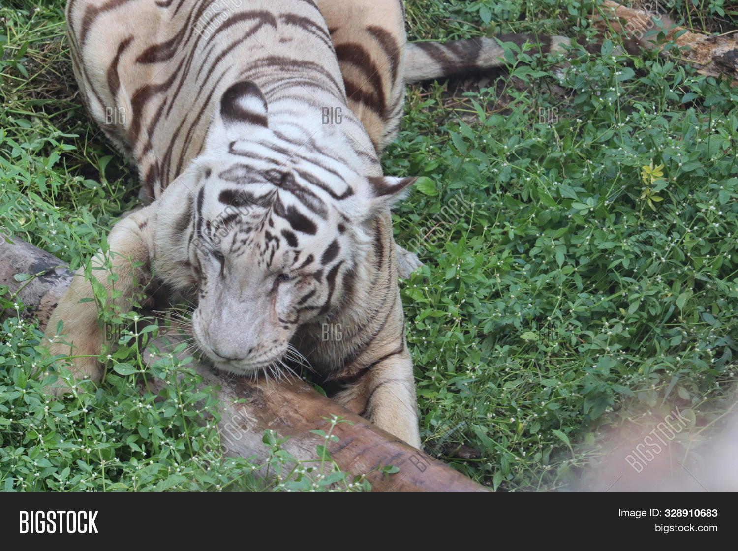 This Very Rare Shot Image & Photo (Free Trial) | Bigstock