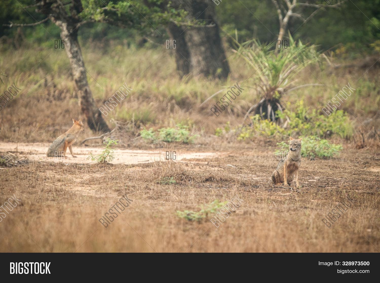 Couple Golden Jackal, Image & Photo (Free Trial) | Bigstock