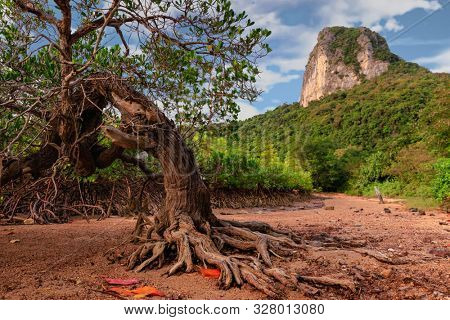 Old Bended Mangrove Image & Photo (Free Trial) | Bigstock