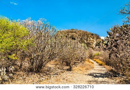 Prehistoric Shrubs Images, Illustrations & Vectors (Free) - Bigstock
