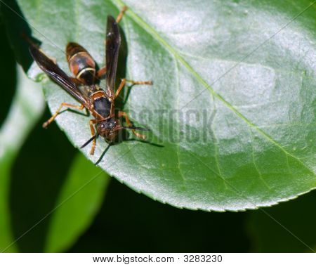 Red Ant Wings Image & Photo (Free Trial) | Bigstock
