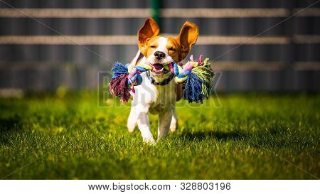 Beagle Dog Jumping Image & Photo (Free Trial) | Bigstock
