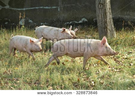 Pink Pigs On Farm. Image & Photo (Free Trial) | Bigstock