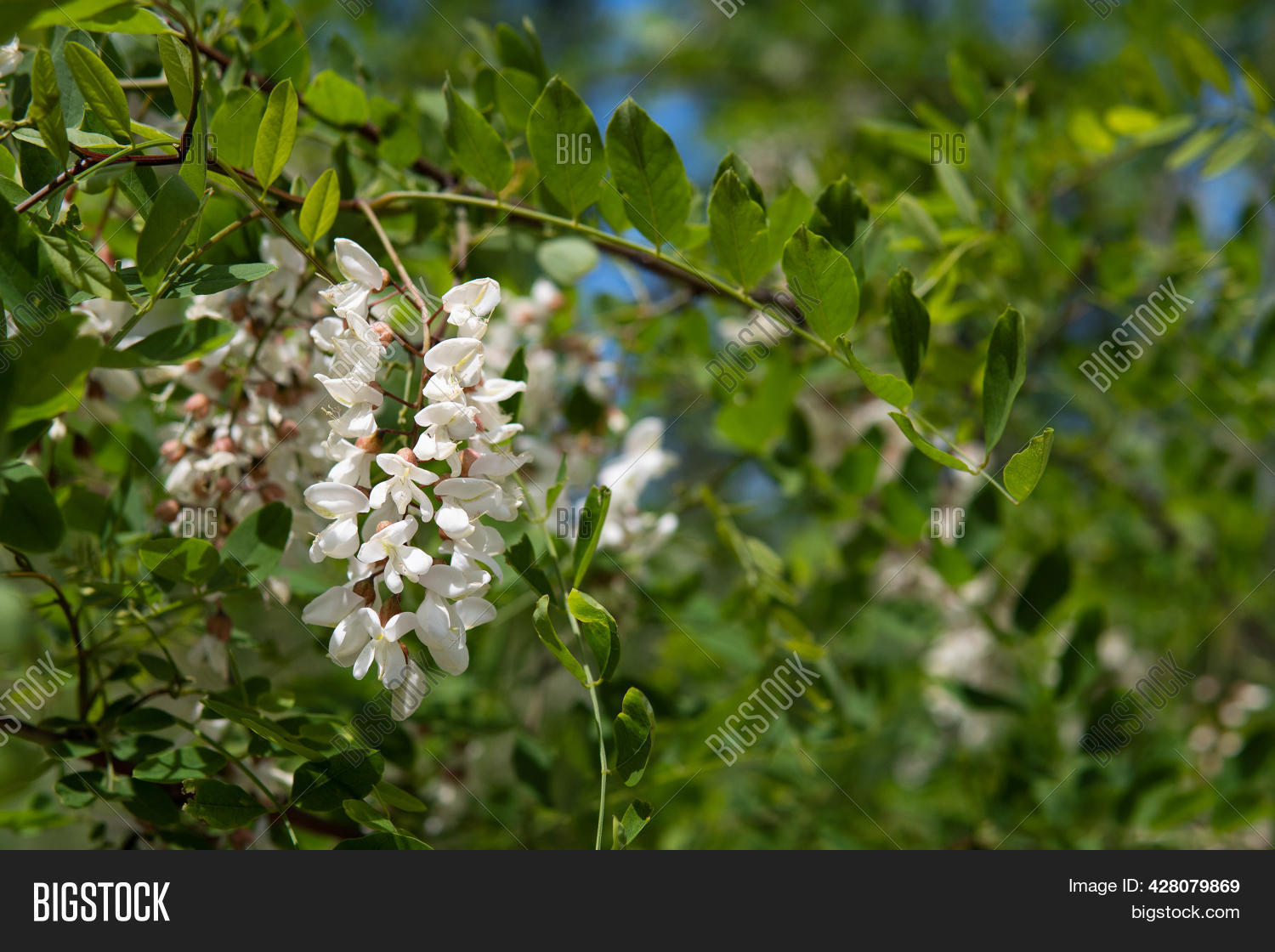 White Acacia Tree Image & Photo (Free Trial) | Bigstock