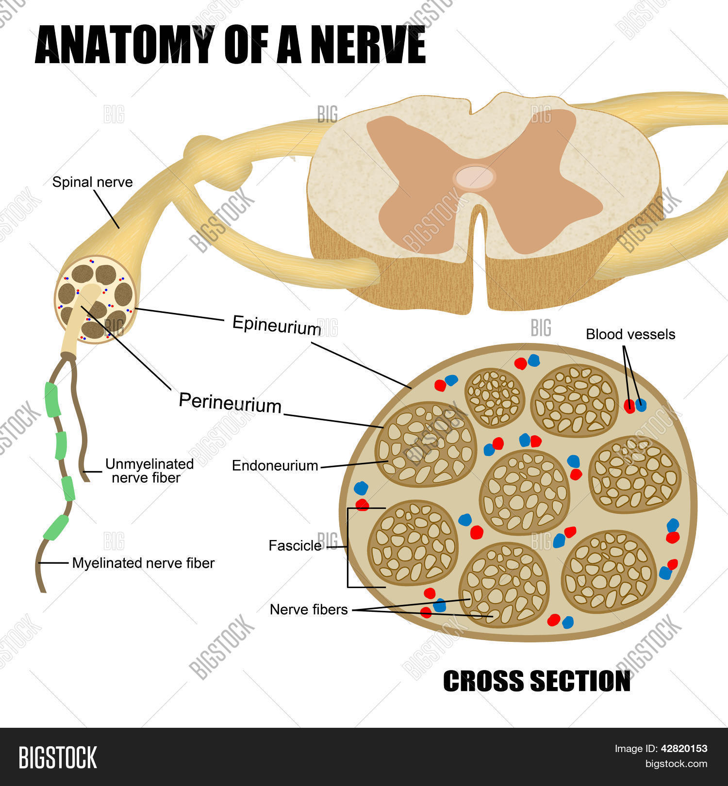 Anatomy Nerve Image & Photo (Free Trial) | Bigstock