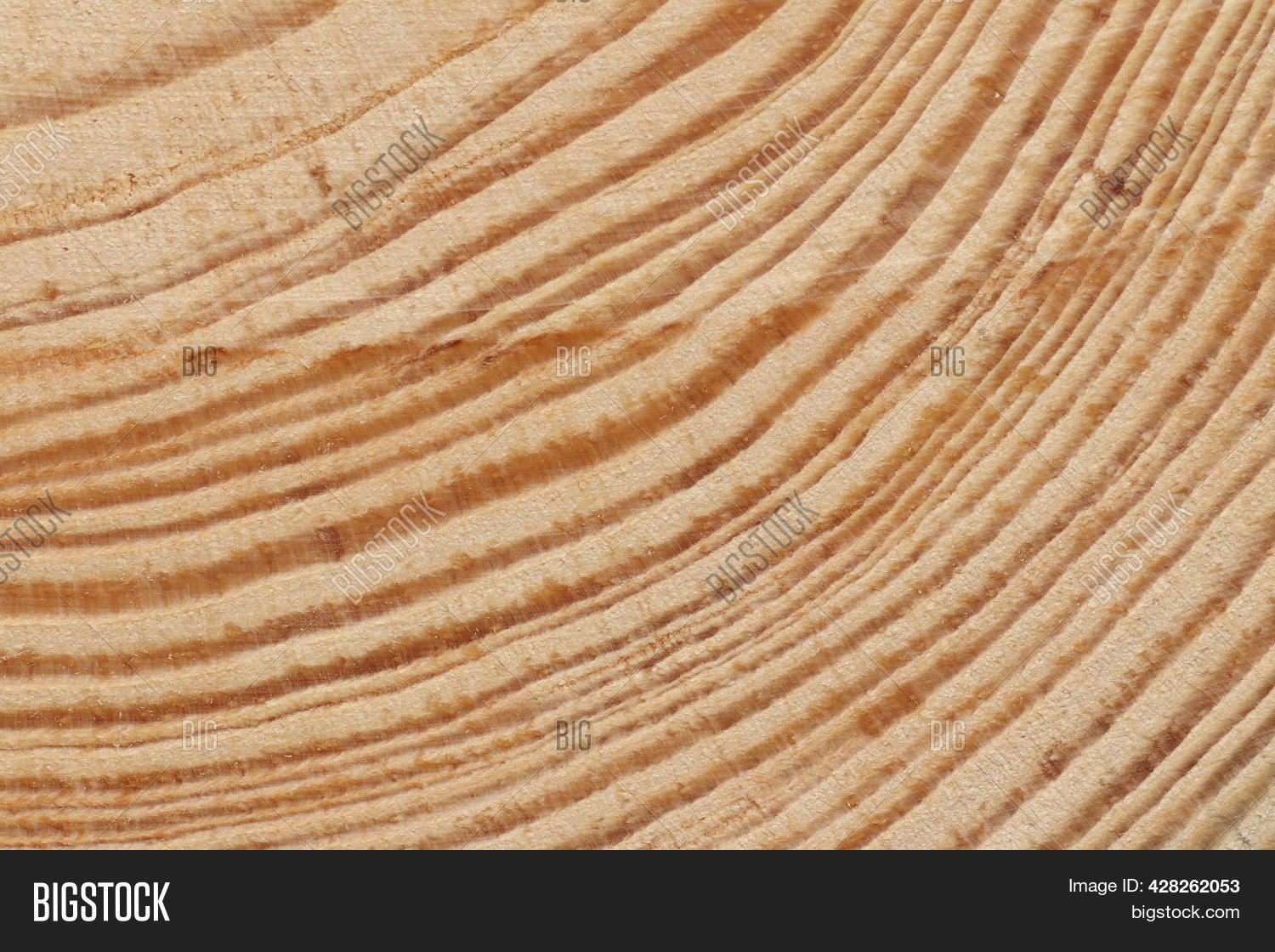 Pine Tree Cut Texture Image & Photo (Free Trial) | Bigstock