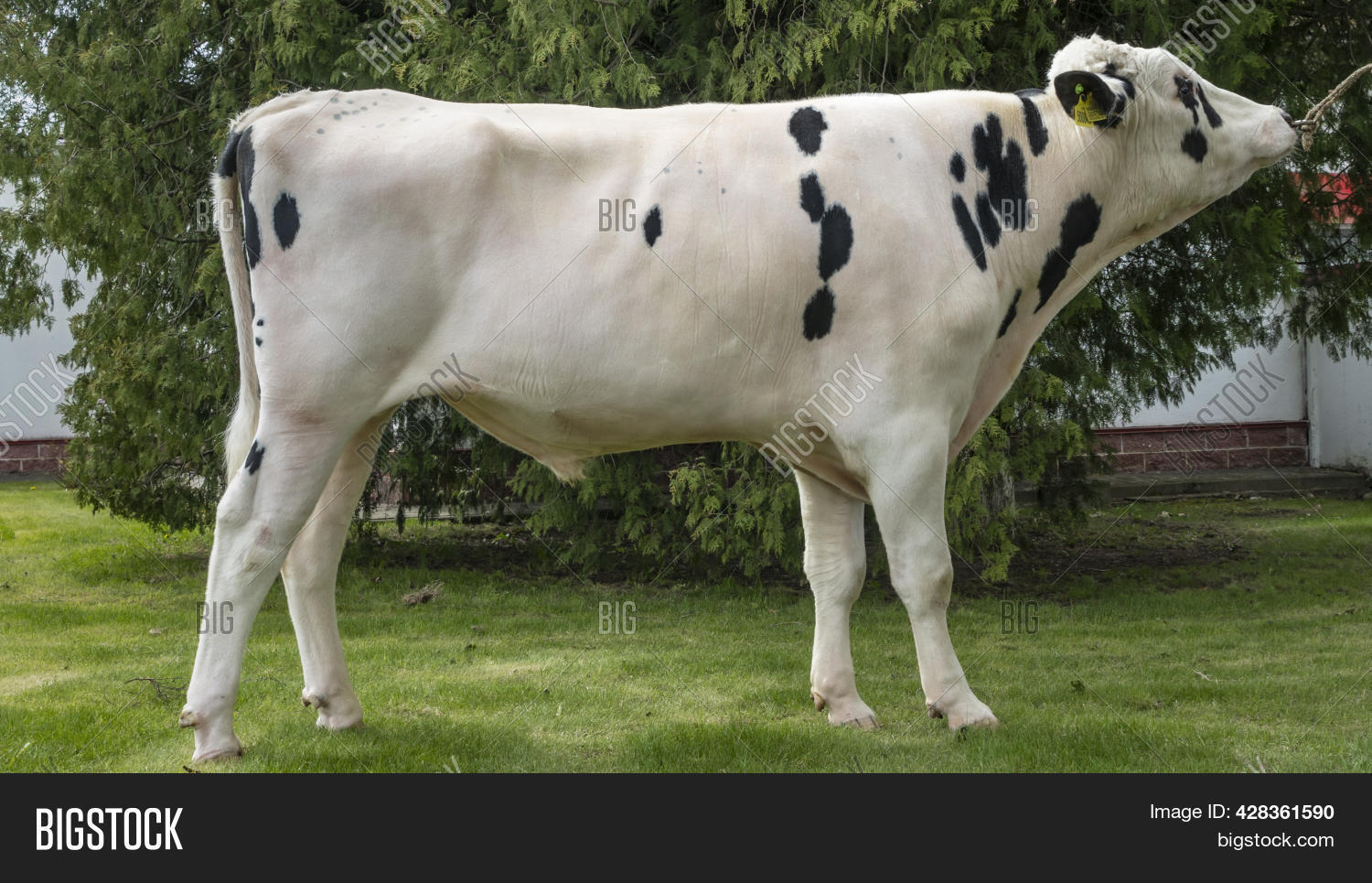 Beautiful Breeding Image & Photo (Free Trial) | Bigstock