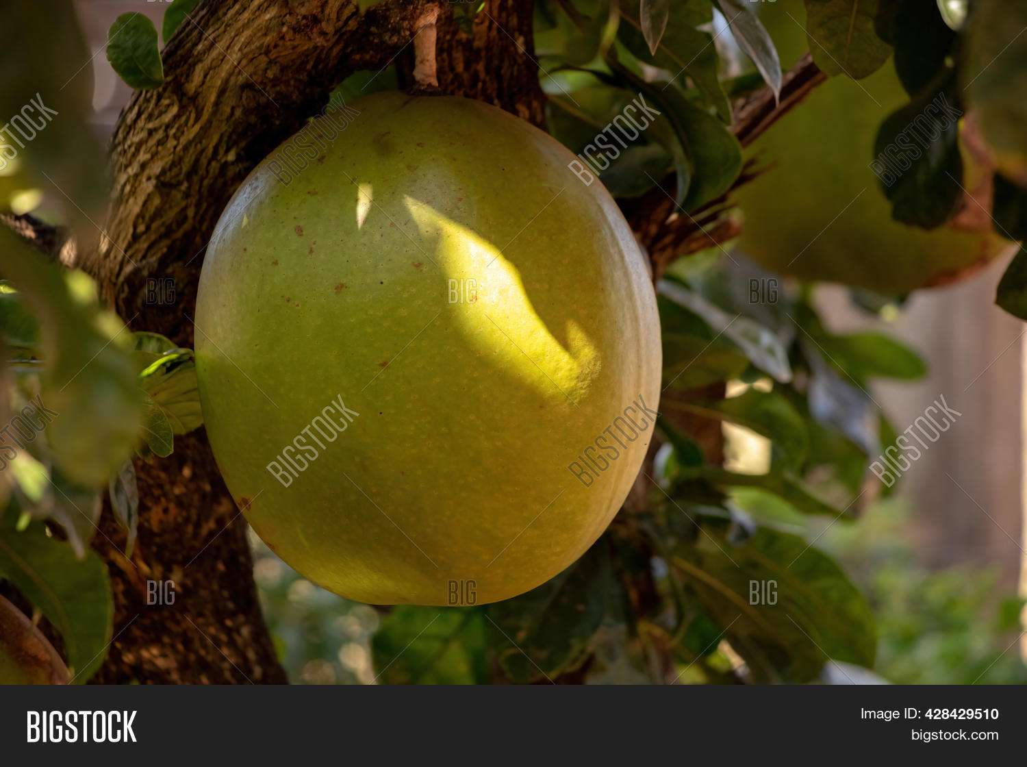 Calabash Tree Species Image & Photo (Free Trial) | Bigstock