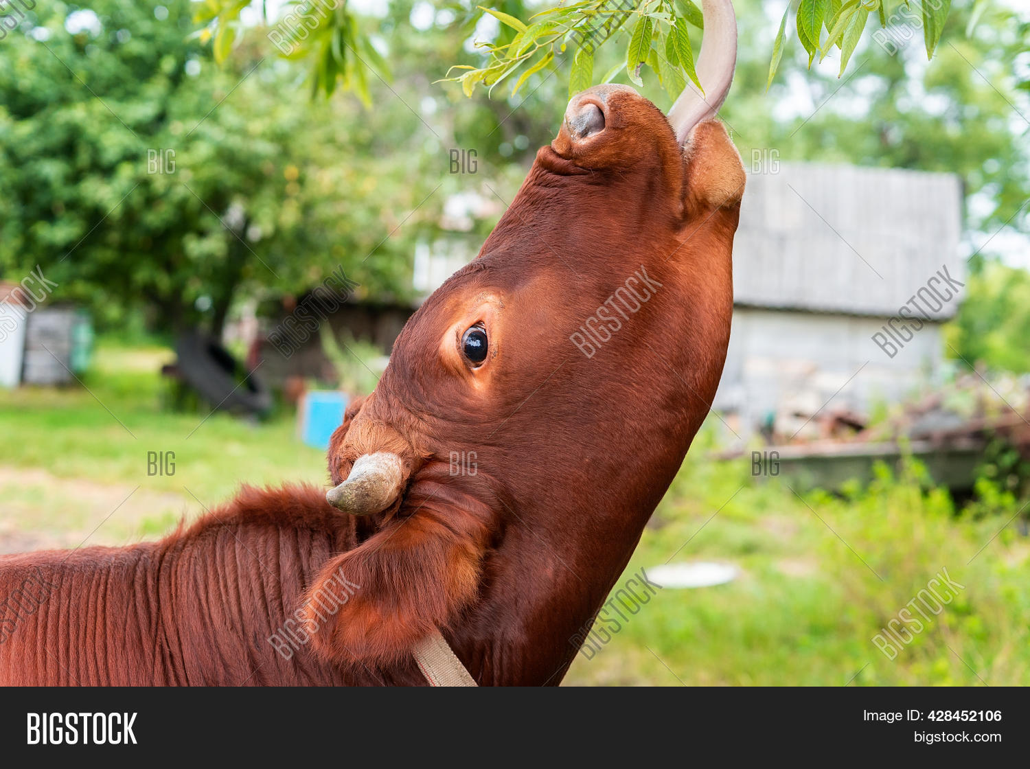 Red Angus Heifer Image & Photo (Free Trial) | Bigstock