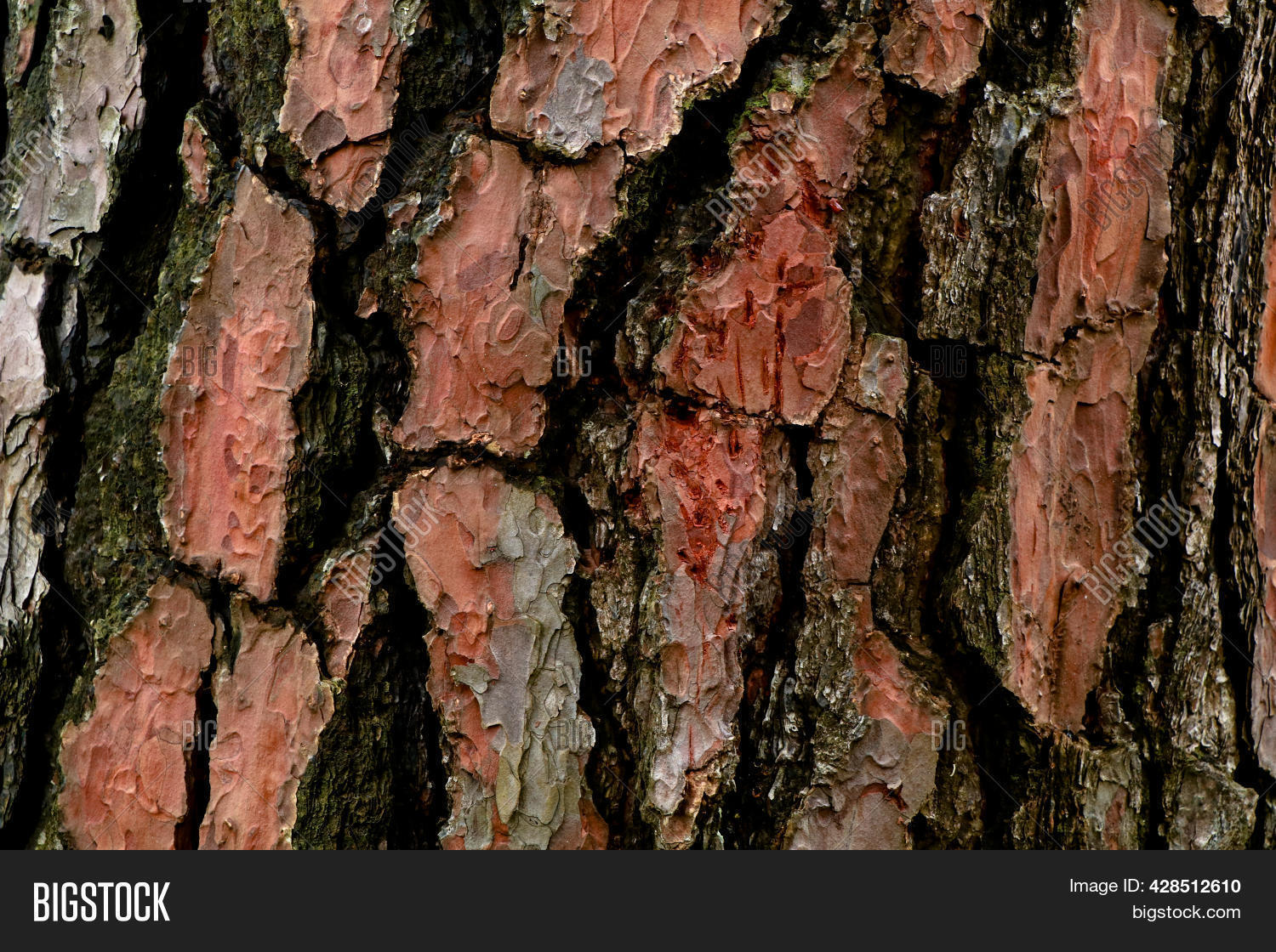Thick Scaly Bark Pine Image & Photo (Free Trial) | Bigstock