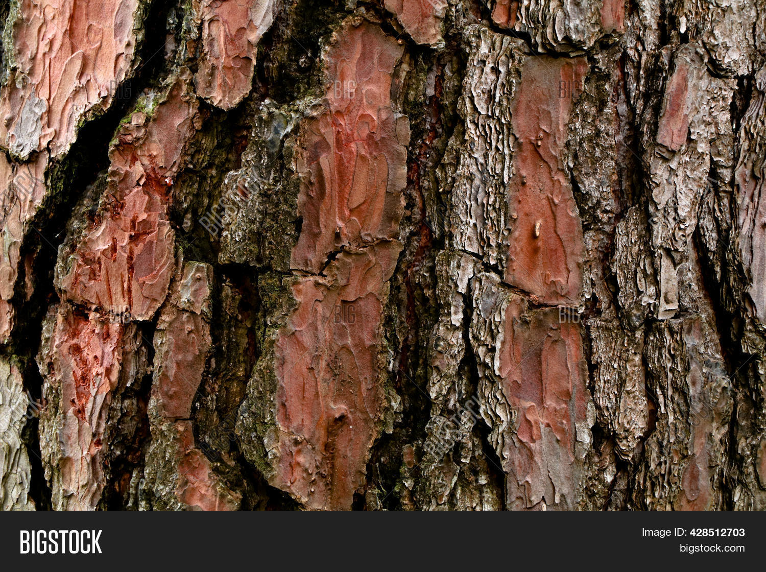 Thick Scaly Bark Pine Image & Photo (Free Trial) | Bigstock