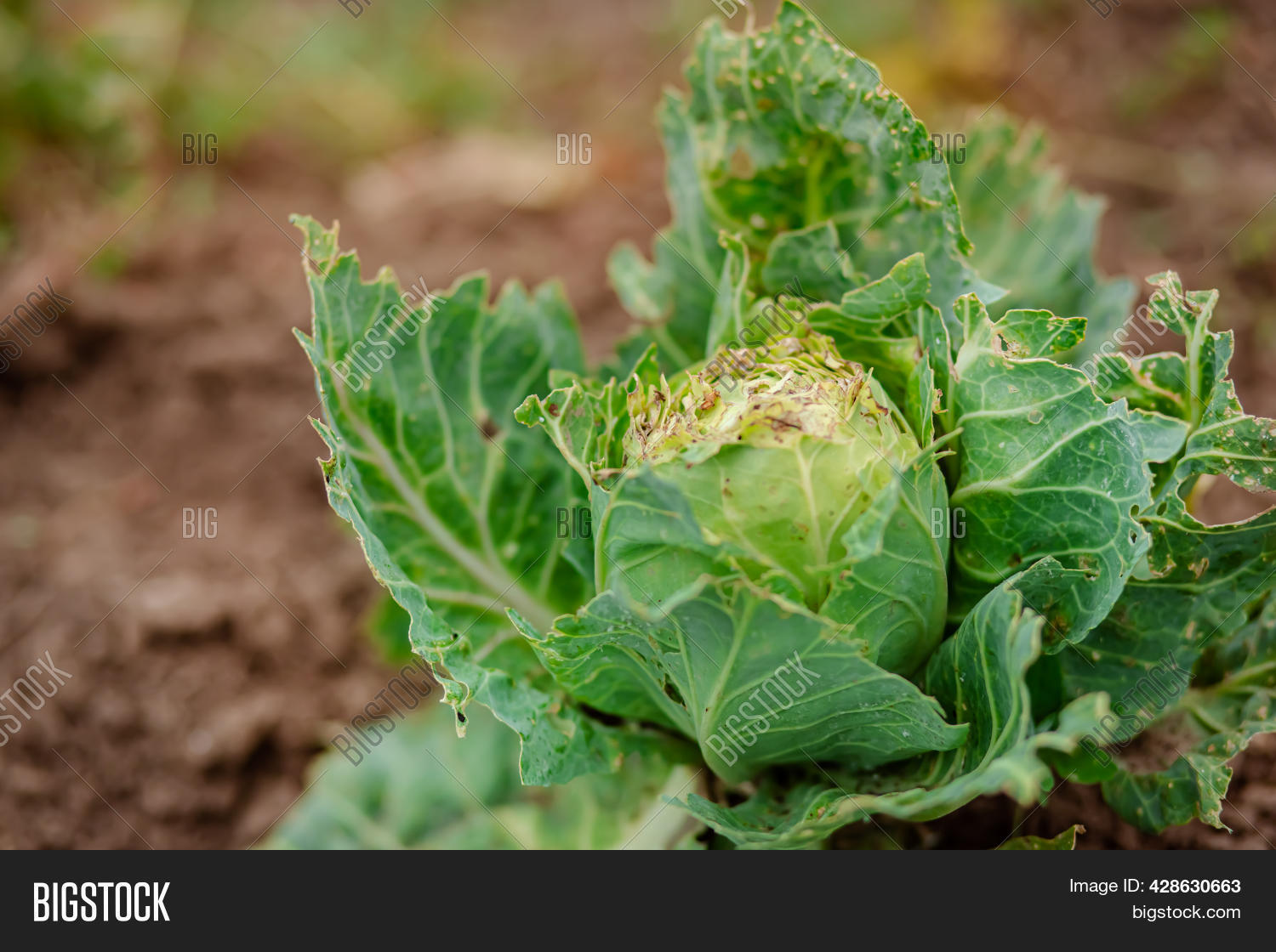 Close- Cabbage Damaged Image & Photo (Free Trial) | Bigstock