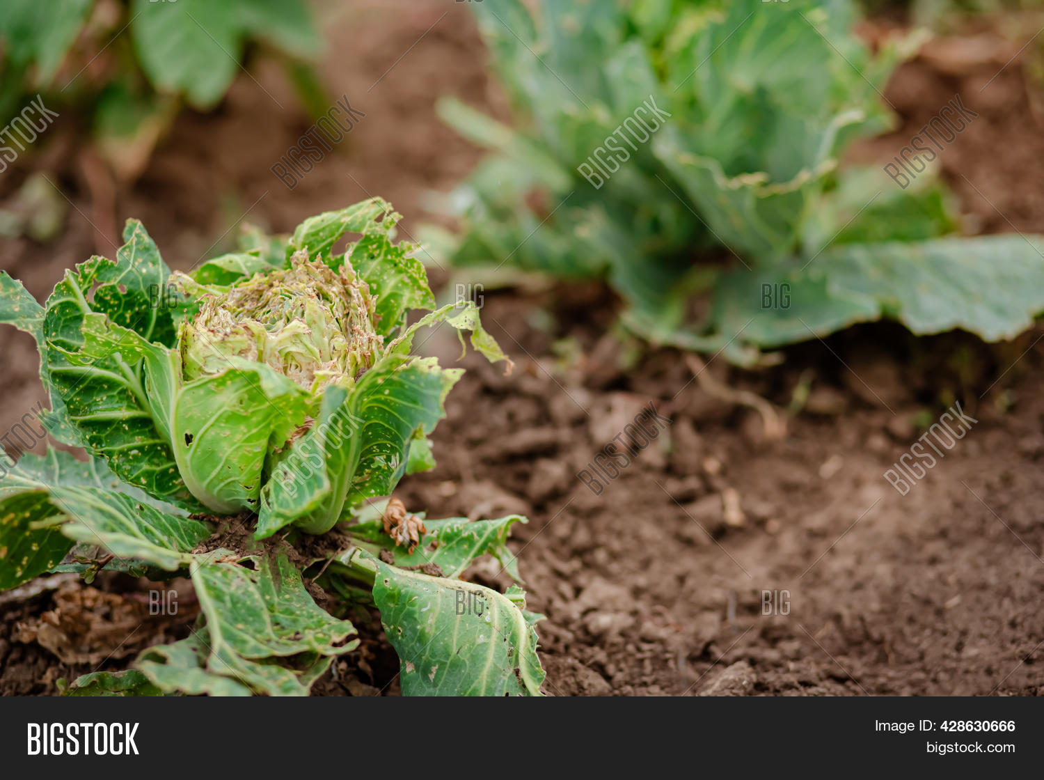 Close- Cabbage Damaged Image & Photo (Free Trial) | Bigstock