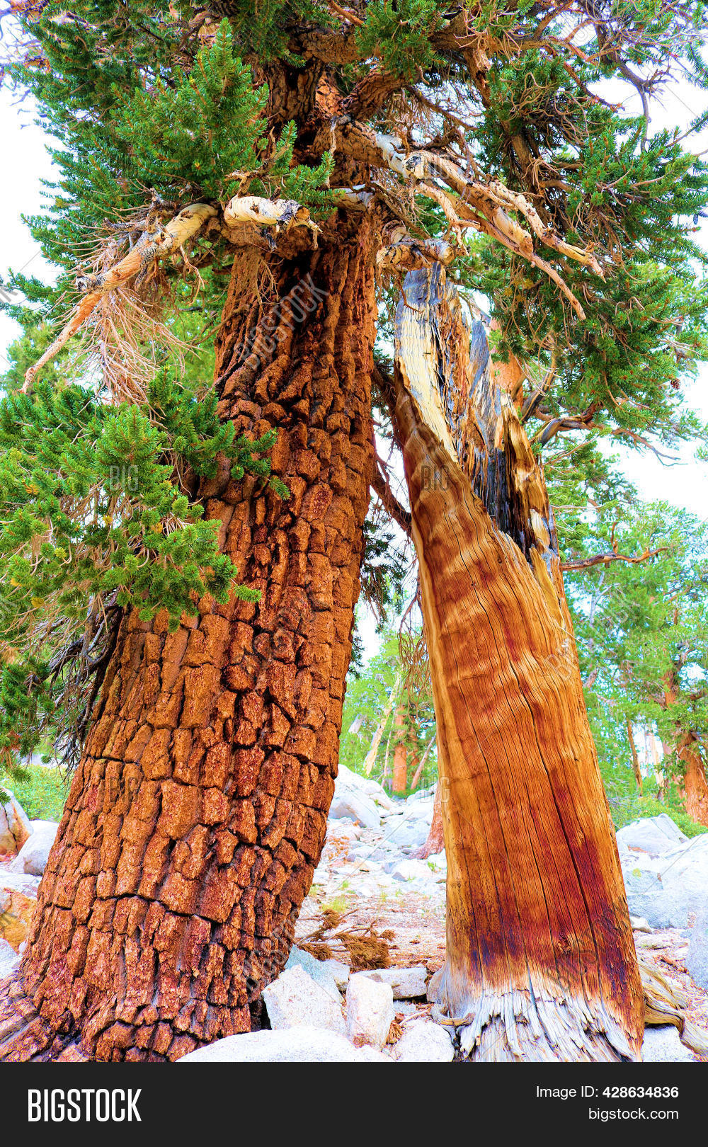 Old Growth Pine Trees Image & Photo (Free Trial) | Bigstock