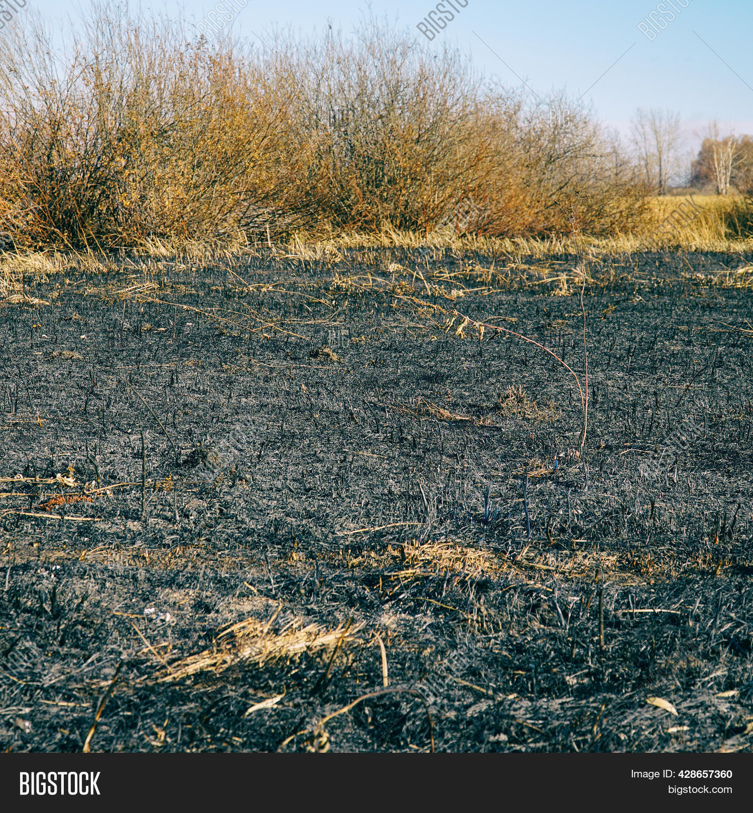 Burnt Dry Grass On Image & Photo (Free Trial) | Bigstock