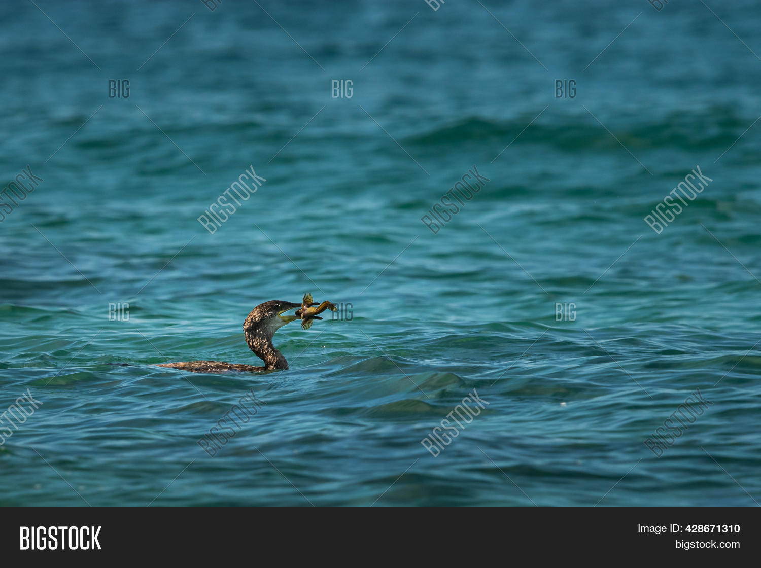 Young Shag Swimming Image & Photo (Free Trial) | Bigstock
