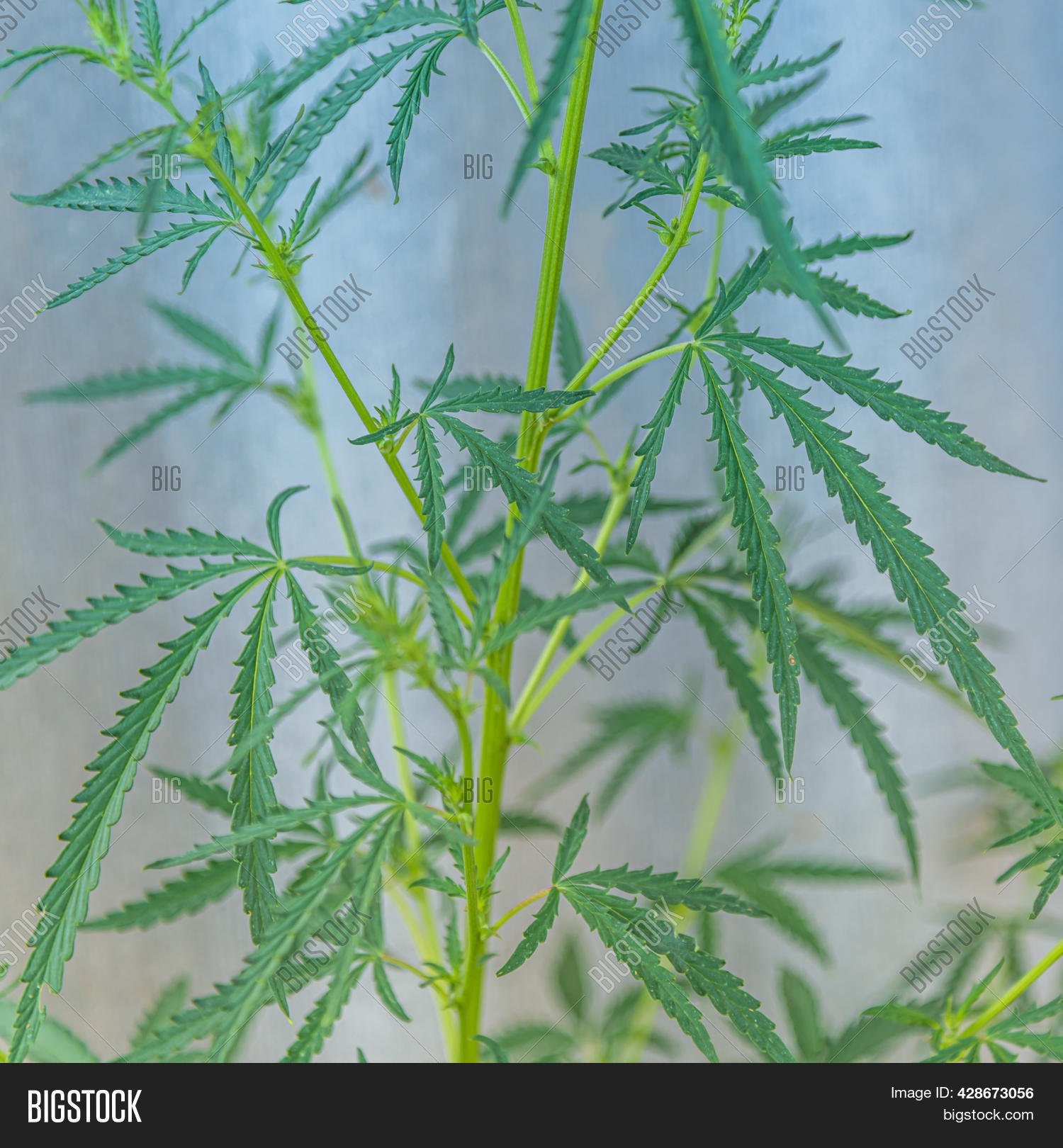 Cannabis Bushes Grow Image & Photo (Free Trial) | Bigstock
