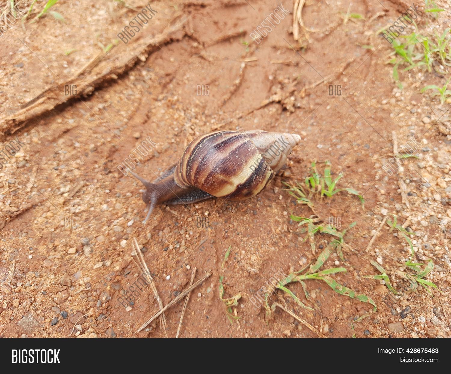 Beautiful Conch Worm Image & Photo (Free Trial) | Bigstock