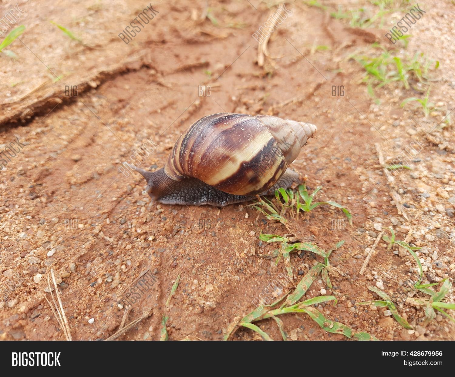 Beautiful Conch Worm Image & Photo (Free Trial) | Bigstock